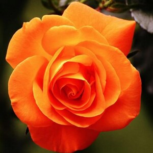 Orange Hybrid Tea Rose Seeds - Perennial, Open-pollinating, Deciduous ...