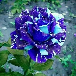 Blue Dragon Rose Seeds - Perennial, Cold Resistant, Open-pollinating ...