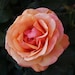 Anna's Promise Grandiflora Rose Seeds – Perennial, Cold Resistant ...
