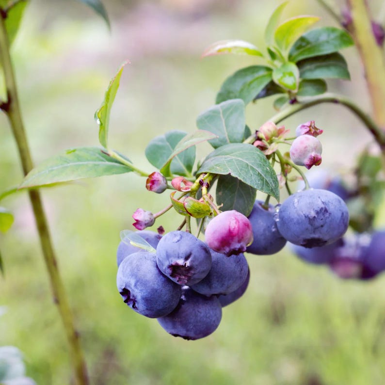 Northern Highbush Blueberry Seeds - Perennial -cold Resistant, High ...