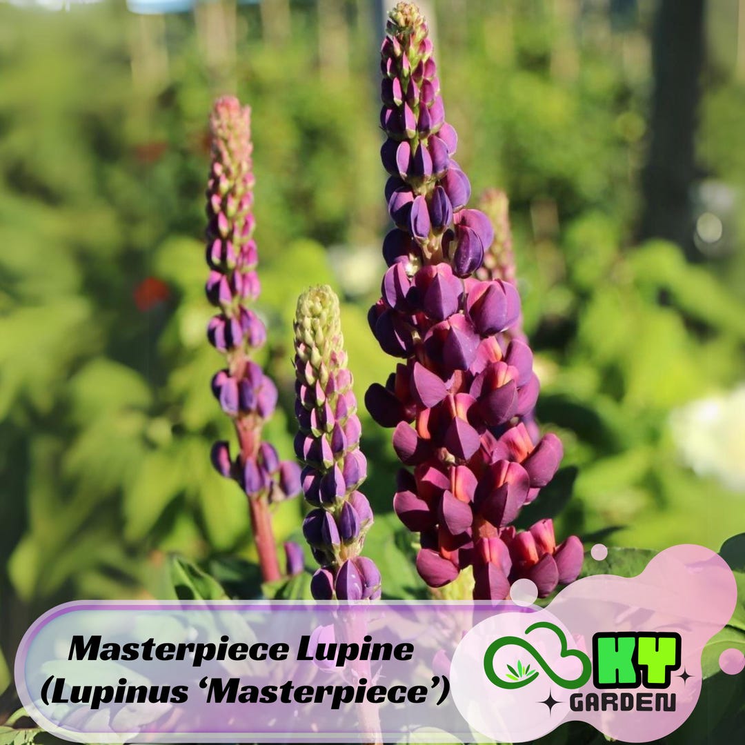 Masterpiece Lupine (lupinus ‘masterpiece’) Seeds - Fast Growing,drought ...