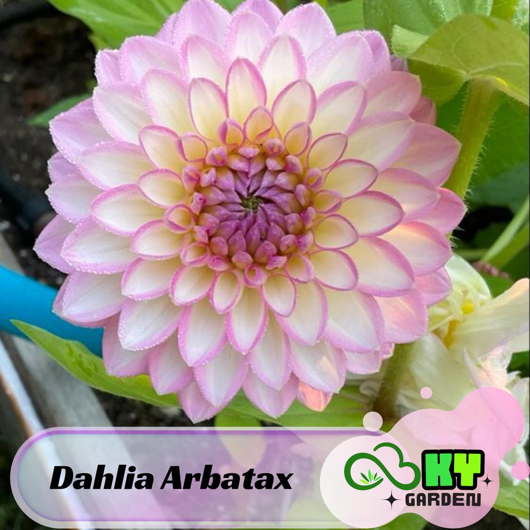 Dahlia Arbatax Seeds - Attracts Pollinators, Long Blooming Season ...