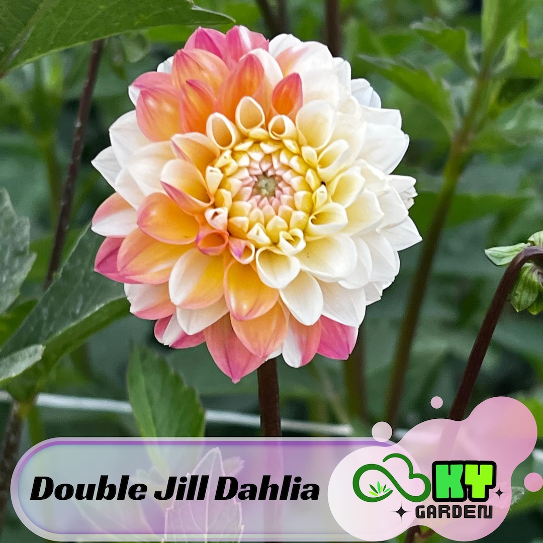 Double Jill Dahlia Seeds - Attracts Pollinators, Long Blooming Season, Vibrant Colors, Excellent ...