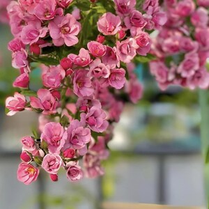 Mac Spice Rose Seeds - Perennial, Open-pollinating, Deciduous ...