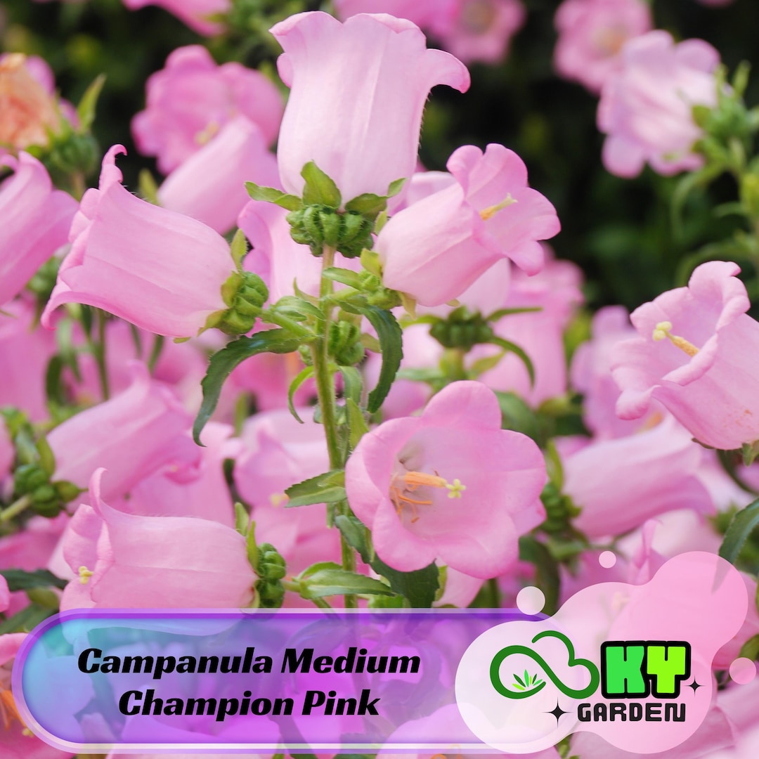 Campanula Medium Champion Pink Seeds - Long Blooming Season, Attracts ...
