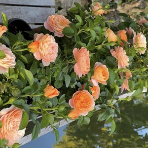 Juicy Terrazza Rose Seeds - Perennial, Open-pollinating, Deciduous ...