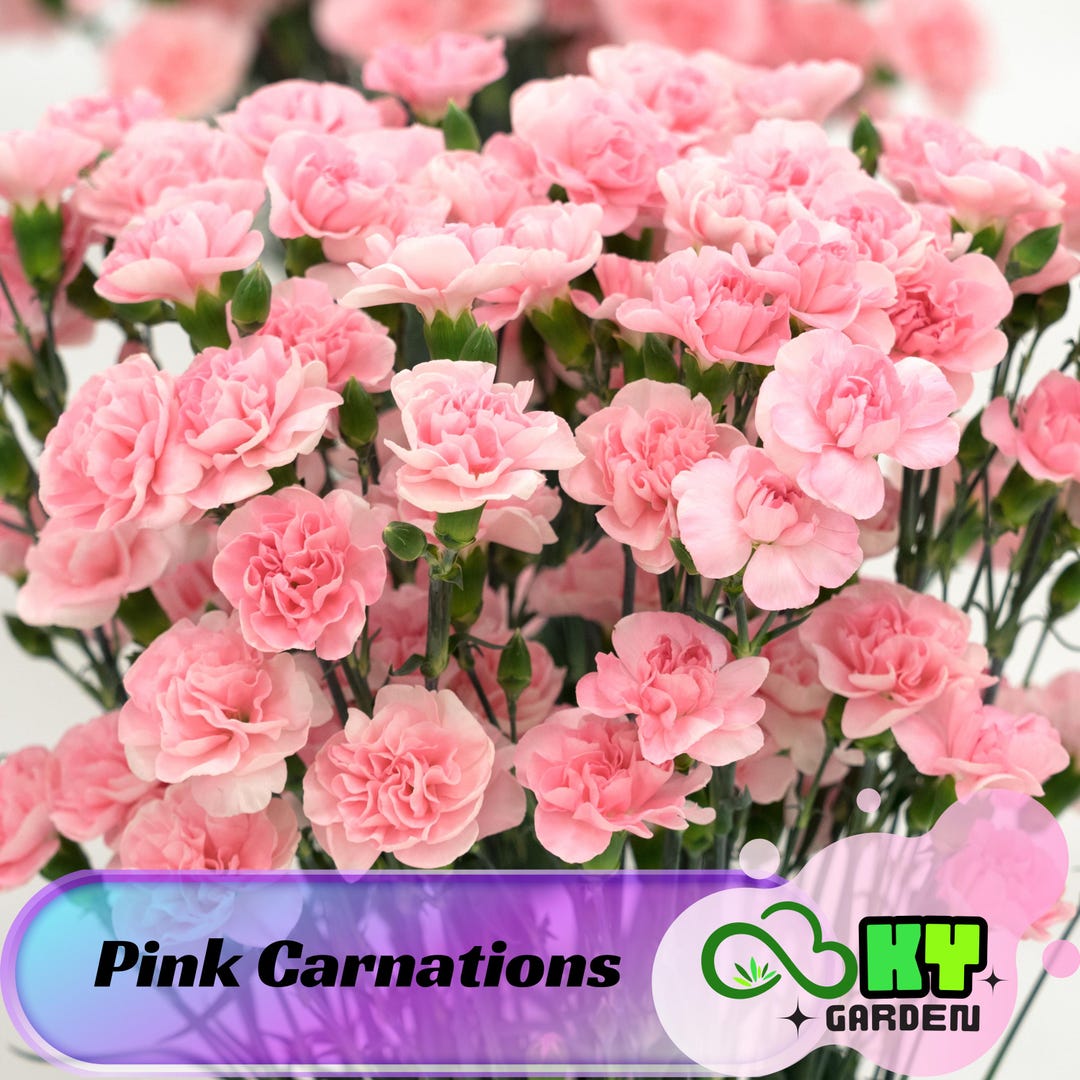 Pink Carnations Seeds - Showy Blooms, Compact Growth, Attracts ...