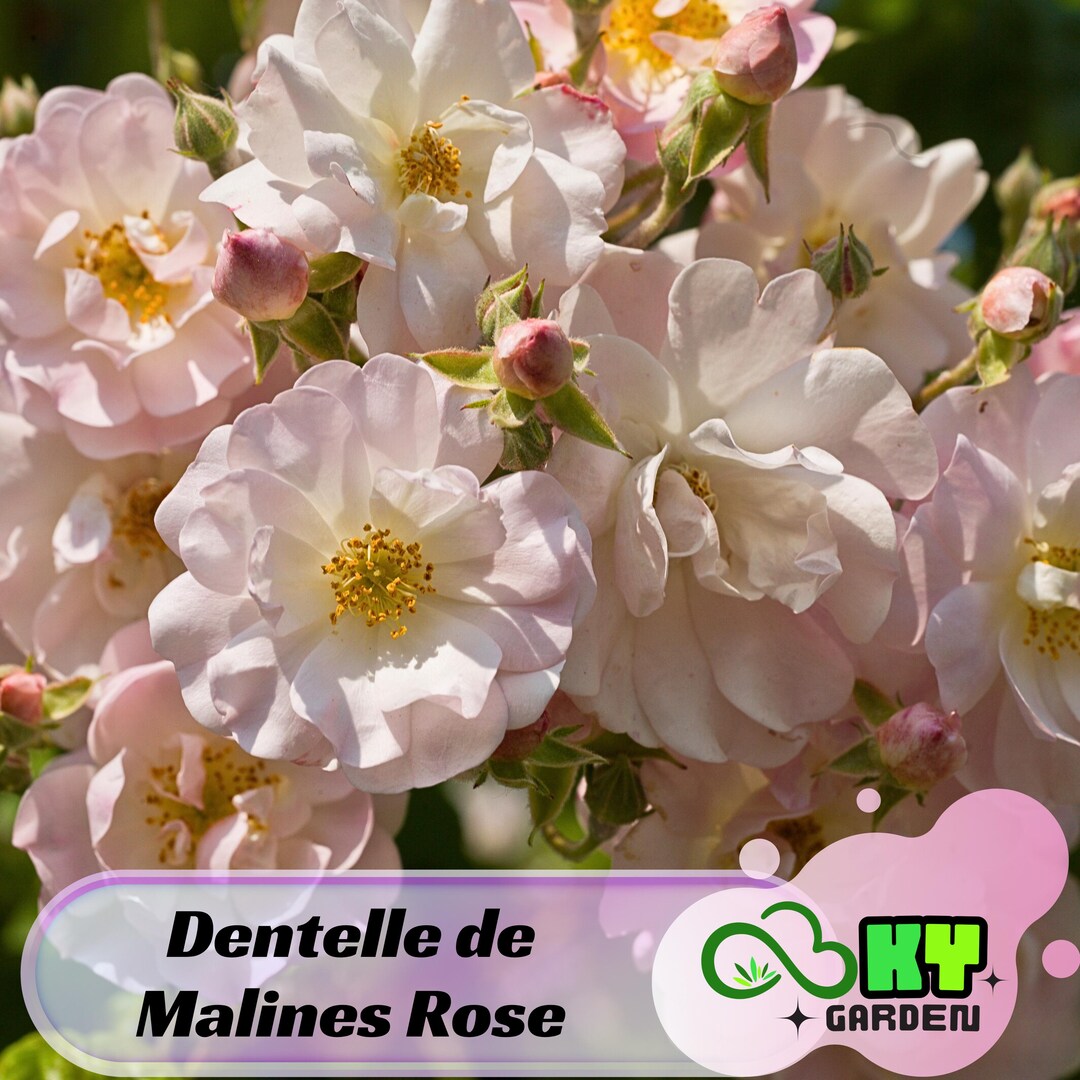 Dentelle De Malines Rose Seeds - Perennial, Open-pollinating, Deciduous ...