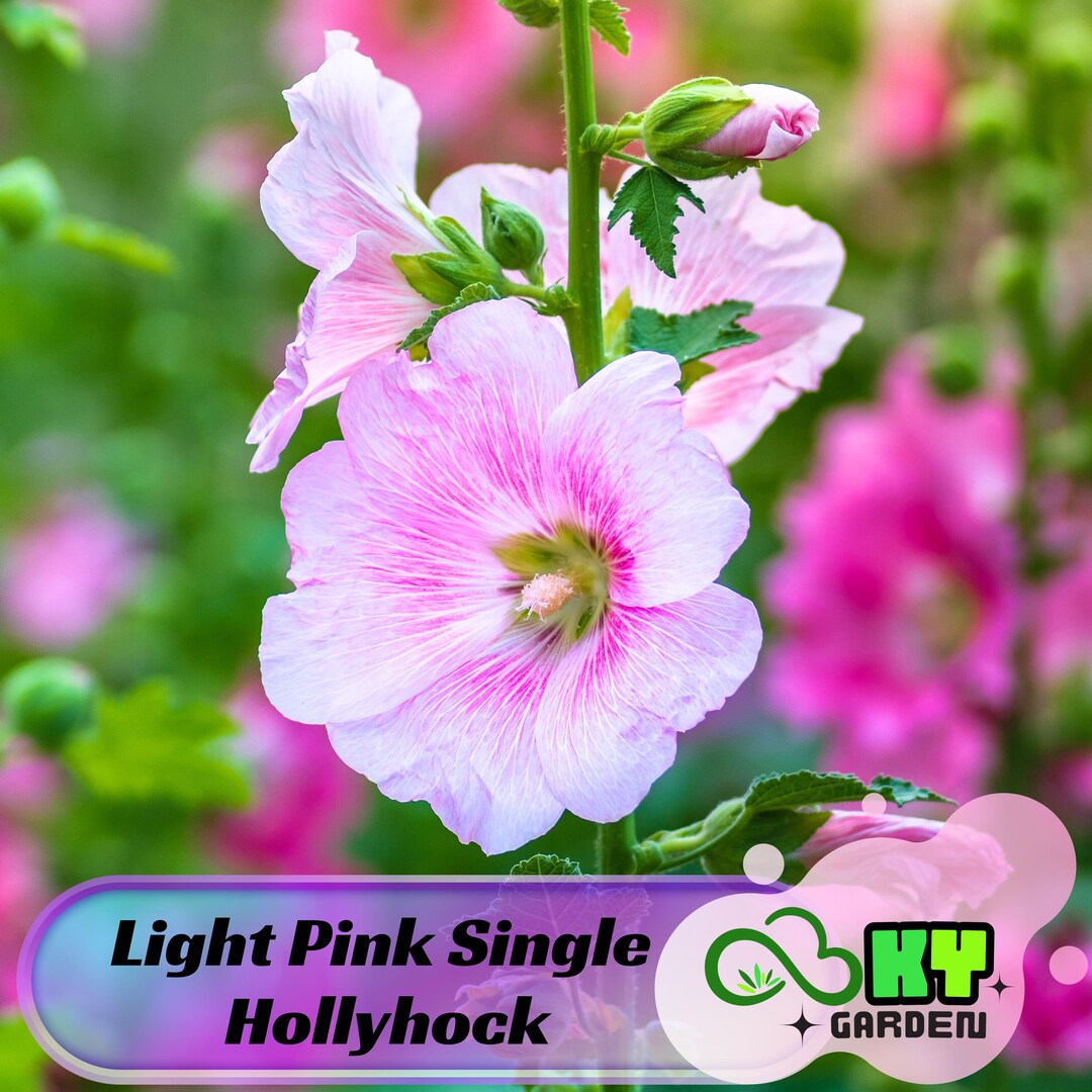 Light Pink Single Hollyhock Seeds - Biennial, Showy Blooms, Tall Flower ...