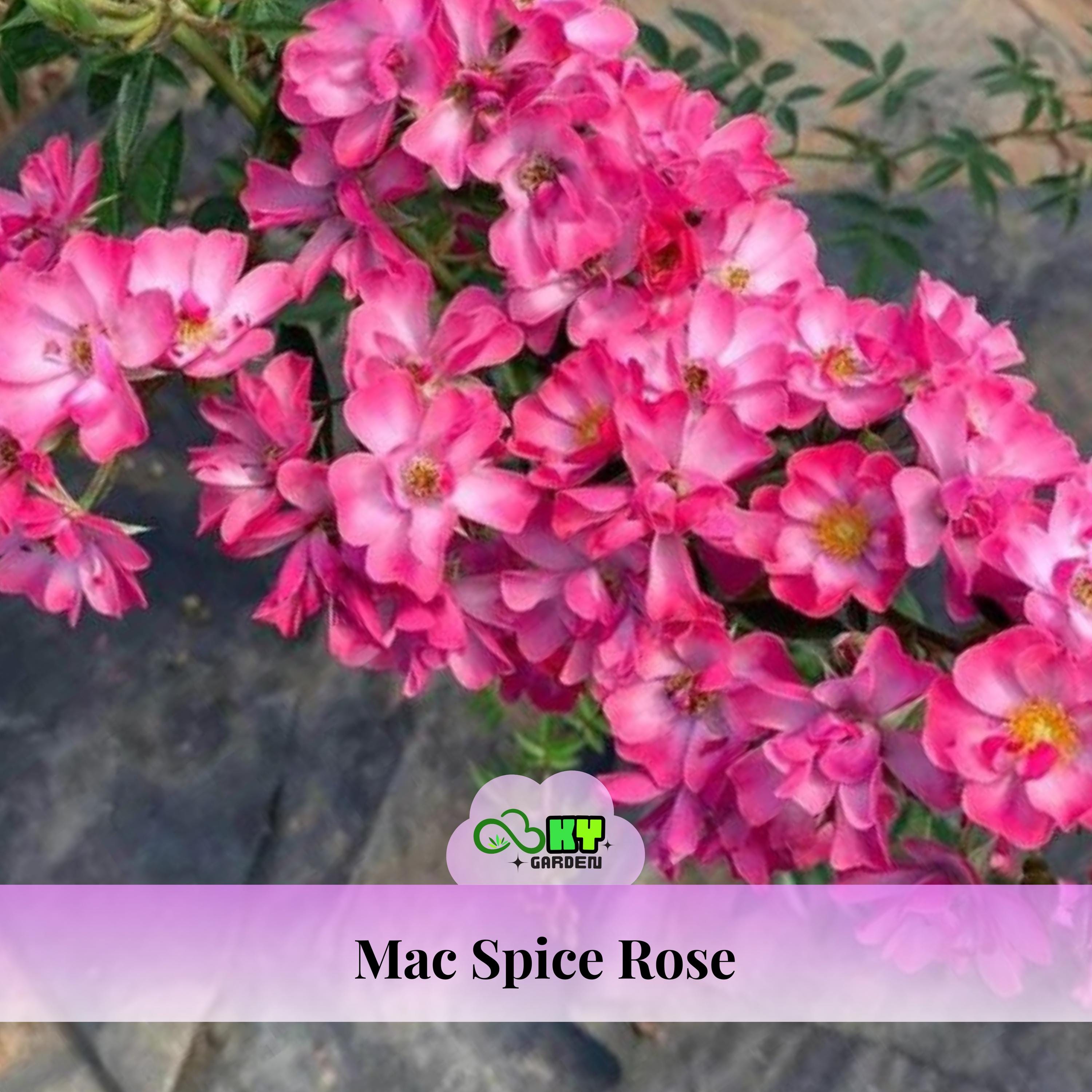 Mac Spice Rose Seeds - Perennial, Open-pollinating, Deciduous ...