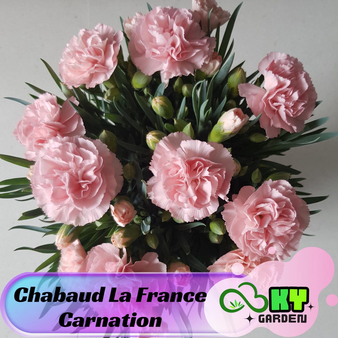 Chabaud La France Carnation Seeds - Showy Blooms,fragrant, Compact ...