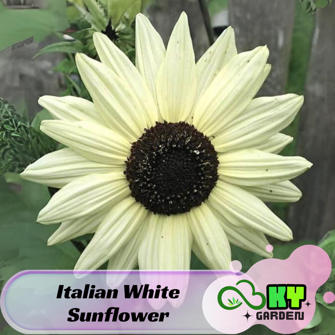 Italian White Sunflower Seeds - Bi-colored Petals, Attracts Pollinators ...