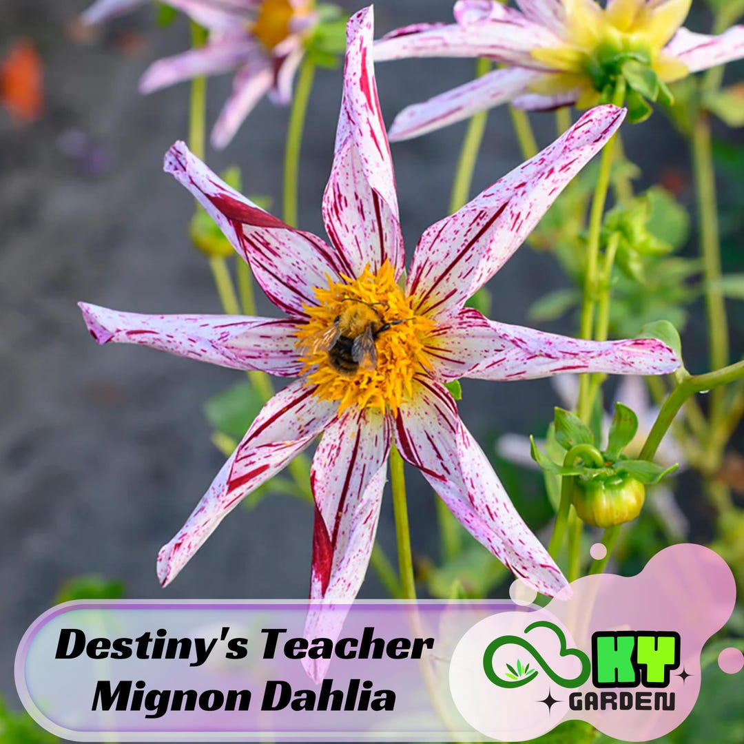 Destiny's Teacher Mignon Dahlia Seeds - Attracts Pollinators, Long ...