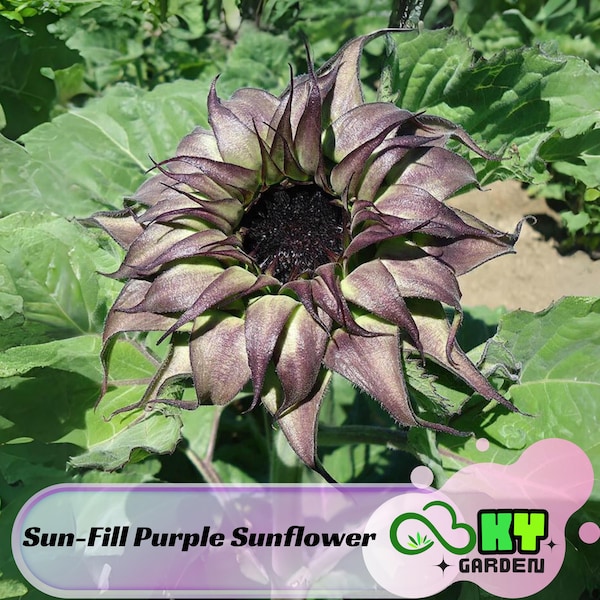 Purple Sunflower - Etsy