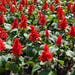 Scarlet Sage (salvia Coccinea) Seeds - Annual - Edible, Fragrant ...