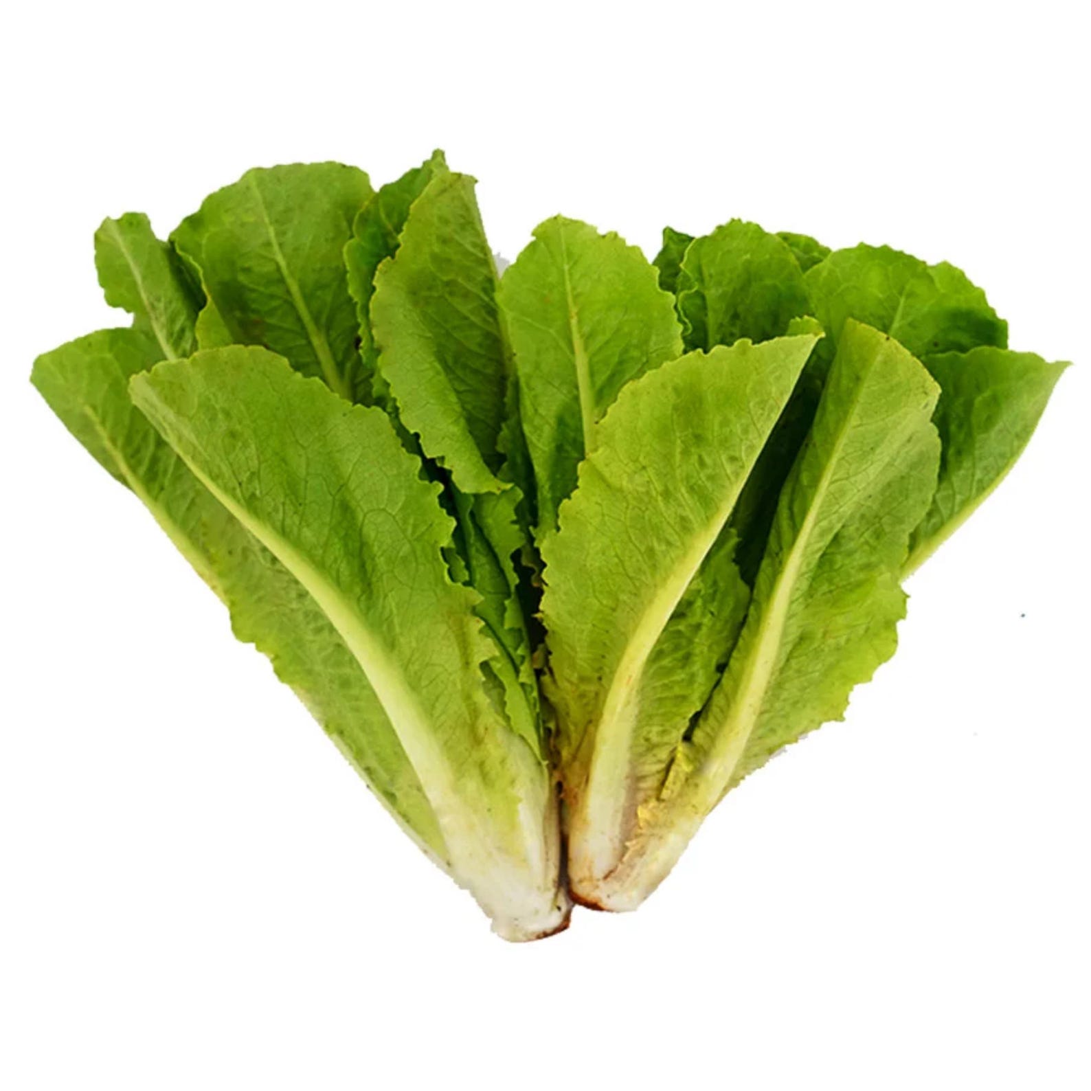 Parris Island Cos Romaine Lettuce Seeds - Annual - Edible, Fast Growing ...