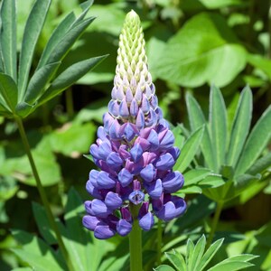 Lupinus Latifolius (broadleaf Lupine) Seeds - Fast Growing, Drought ...