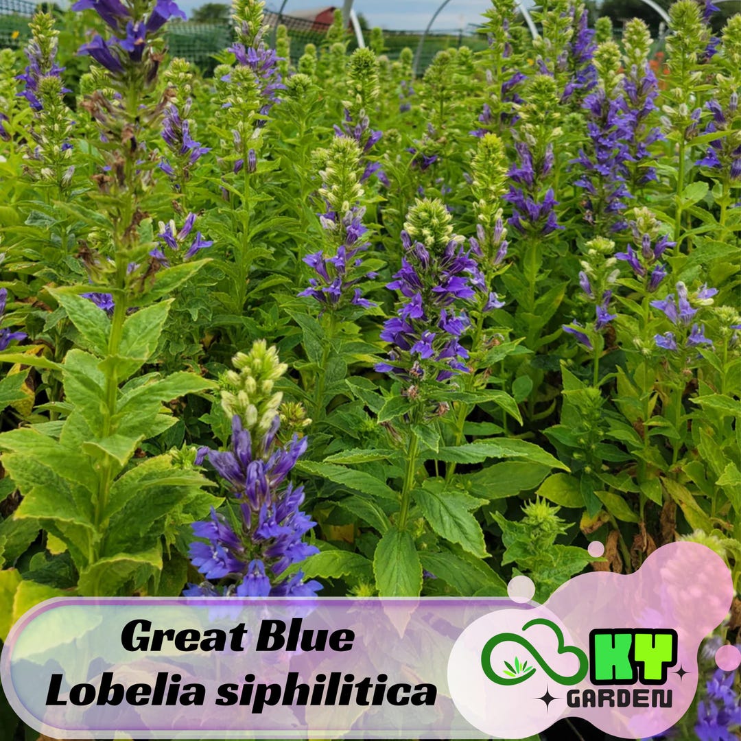 Lobelia Siphilitica-great Blue Seeds - Flowering-fast Growing - Open ...