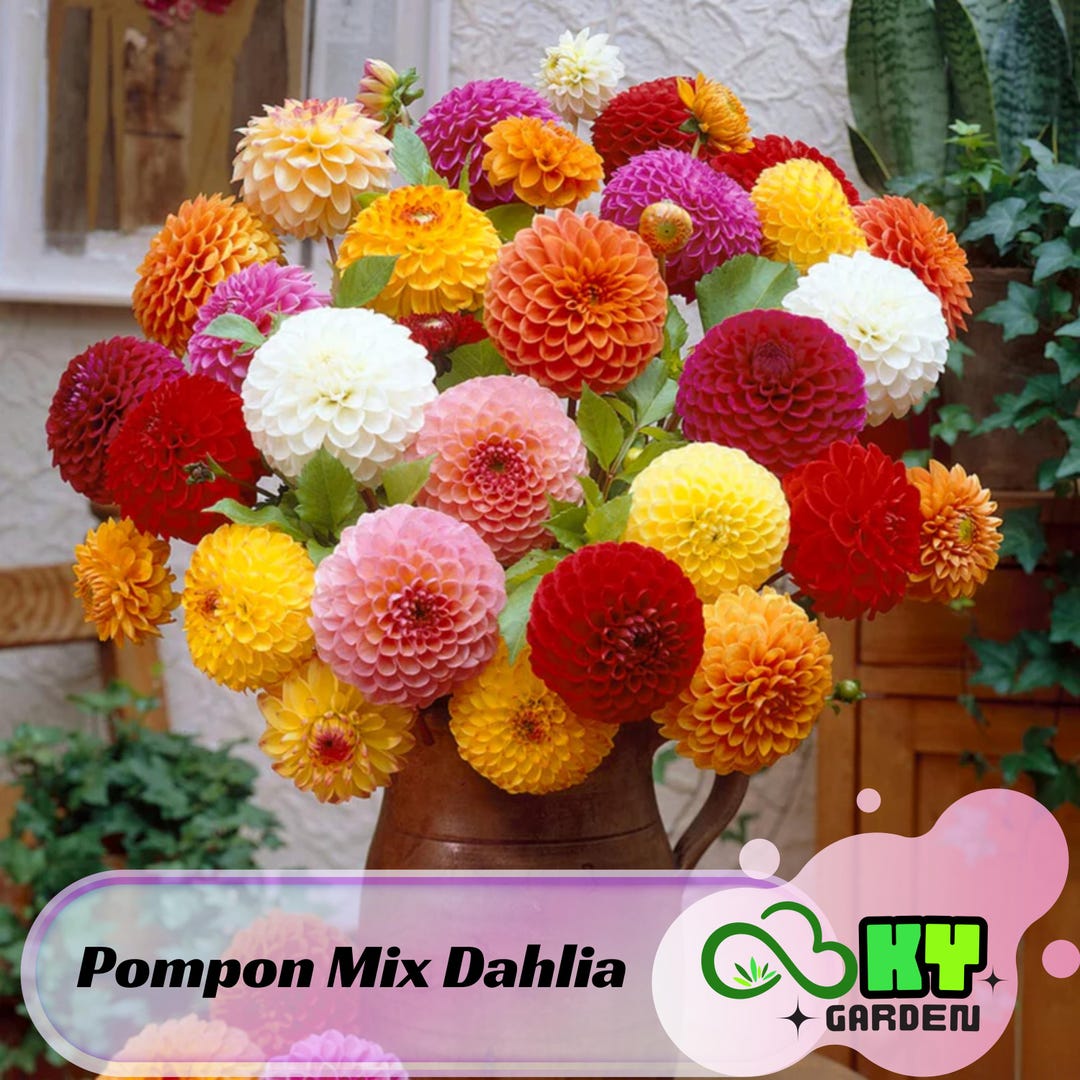 Pompon Mix Dahlia Seeds - Attracts Pollinators, Long Blooming Season ...