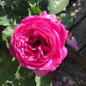 Marc Chagall Floribunda Rose Seeds – Perennial, Cold Resistant, Open ...