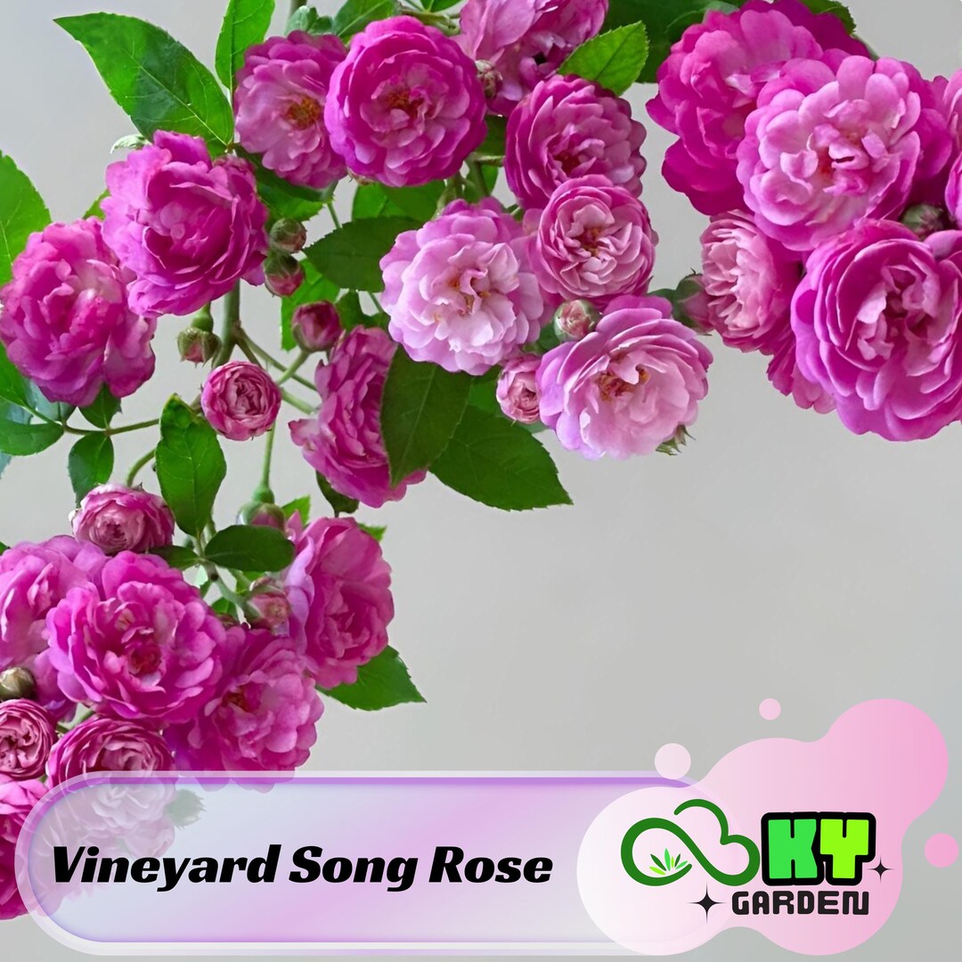 Vineyard Song Rose Seeds - Perennial, Open-pollinating, Deciduous ...