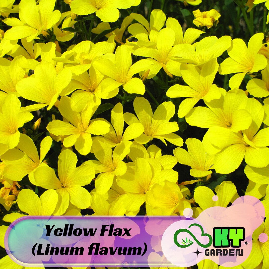 Yellow Flax (linum Flavum) Seeds - Edible Seeds, Fiber Production ...