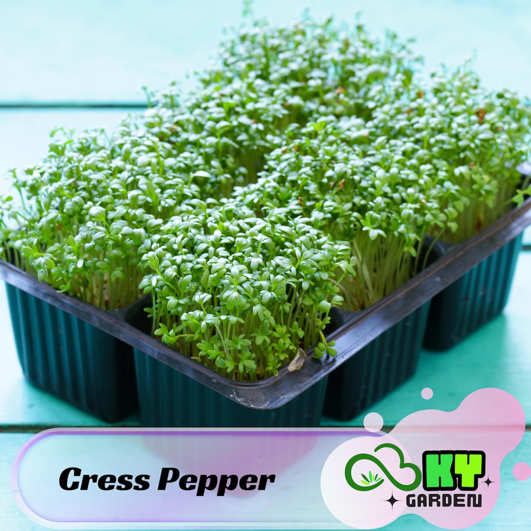 Cress Pepper Seeds - Edible, Fast Growing, Peppery Flavor, Nutrient ...