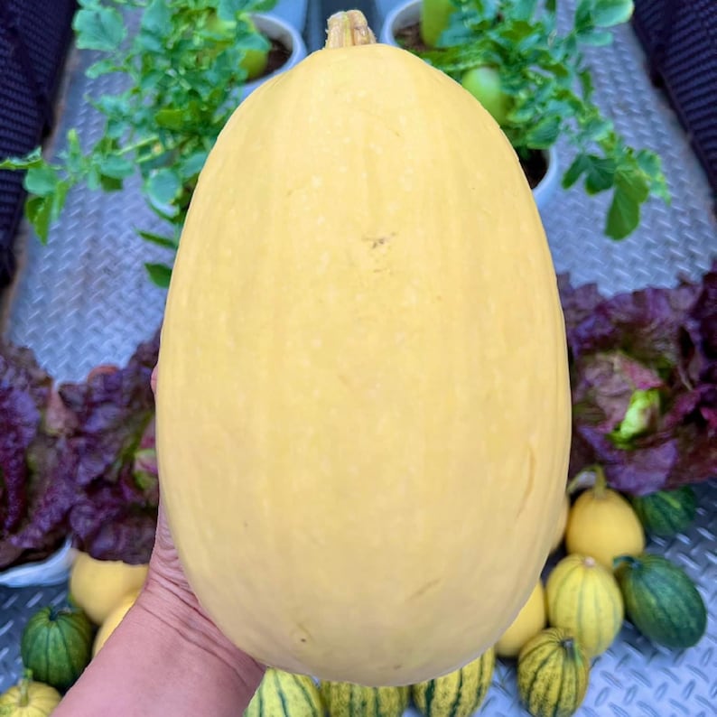 Spaghetti Winter Squash Seeds - Annual - Edible, High Yield, Open ...