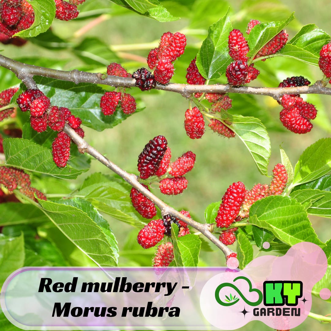 Red Mulberry Tree Seeds – Morus Rubra - Sweet Edible Berry Seeds - Fast ...