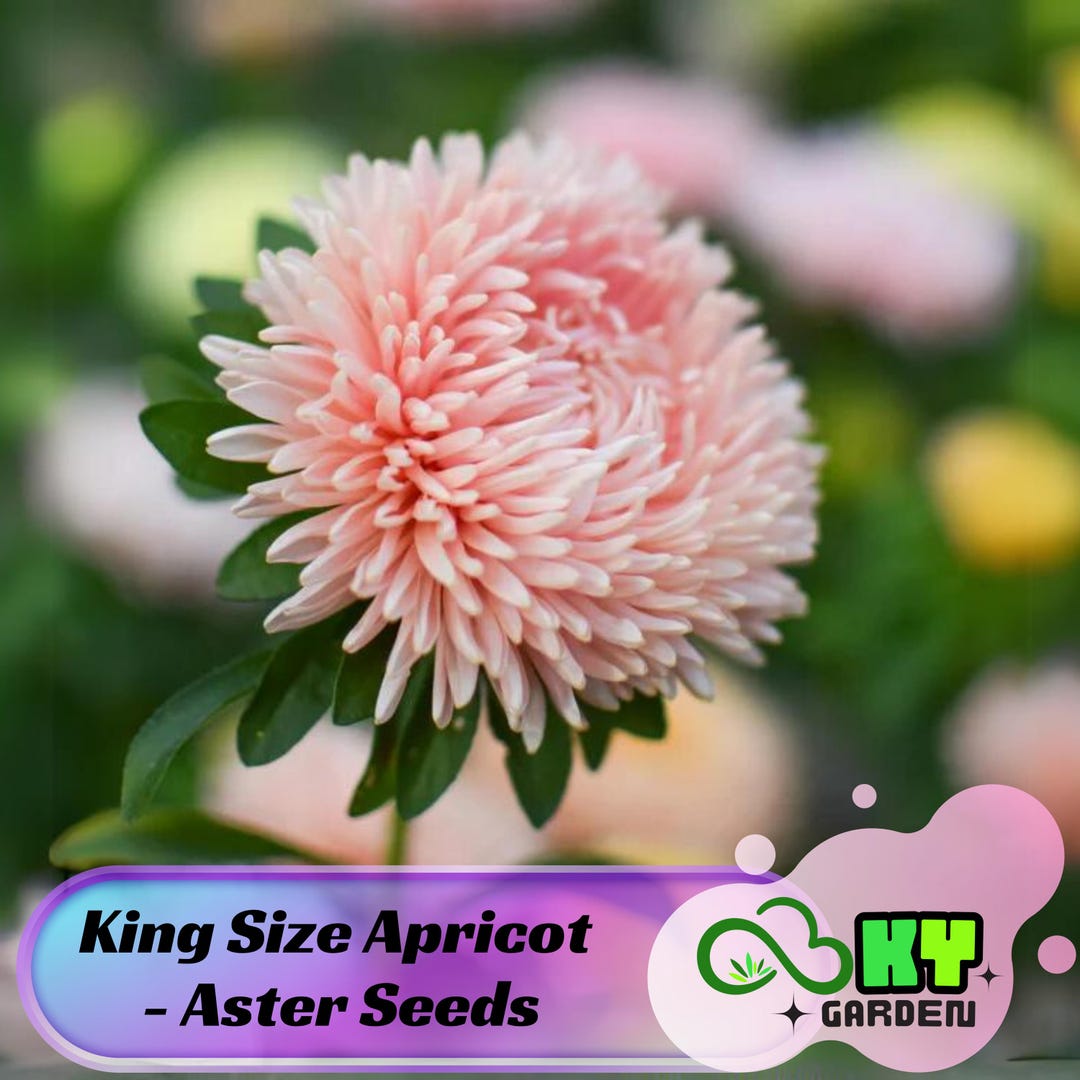 King Size Apricot Seeds - Aster Seeds Seeds - Showy Blooms, Large ...