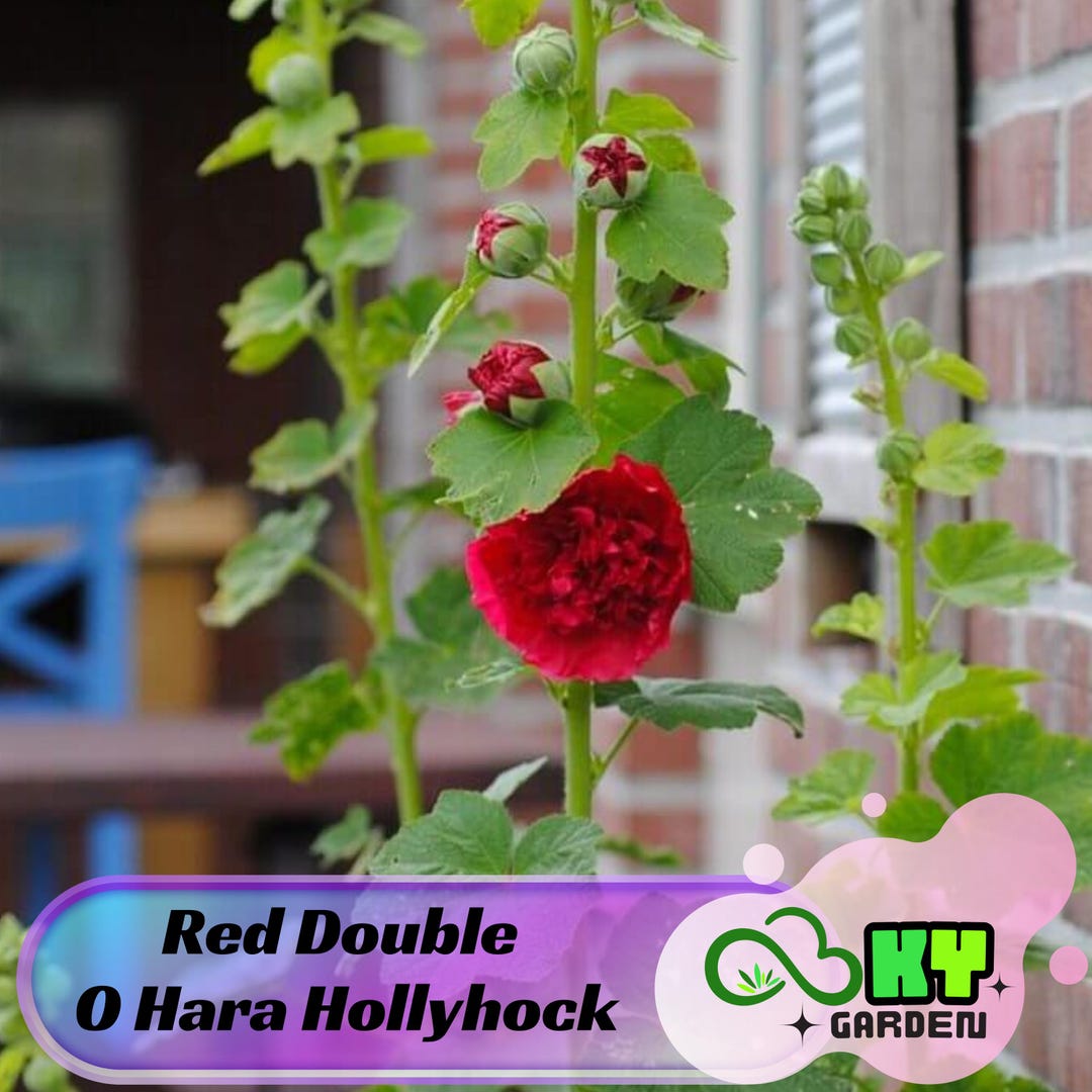 Red Double O Hara Hollyhock Seeds - Showy Blooms, Tall Flower Spikes ...