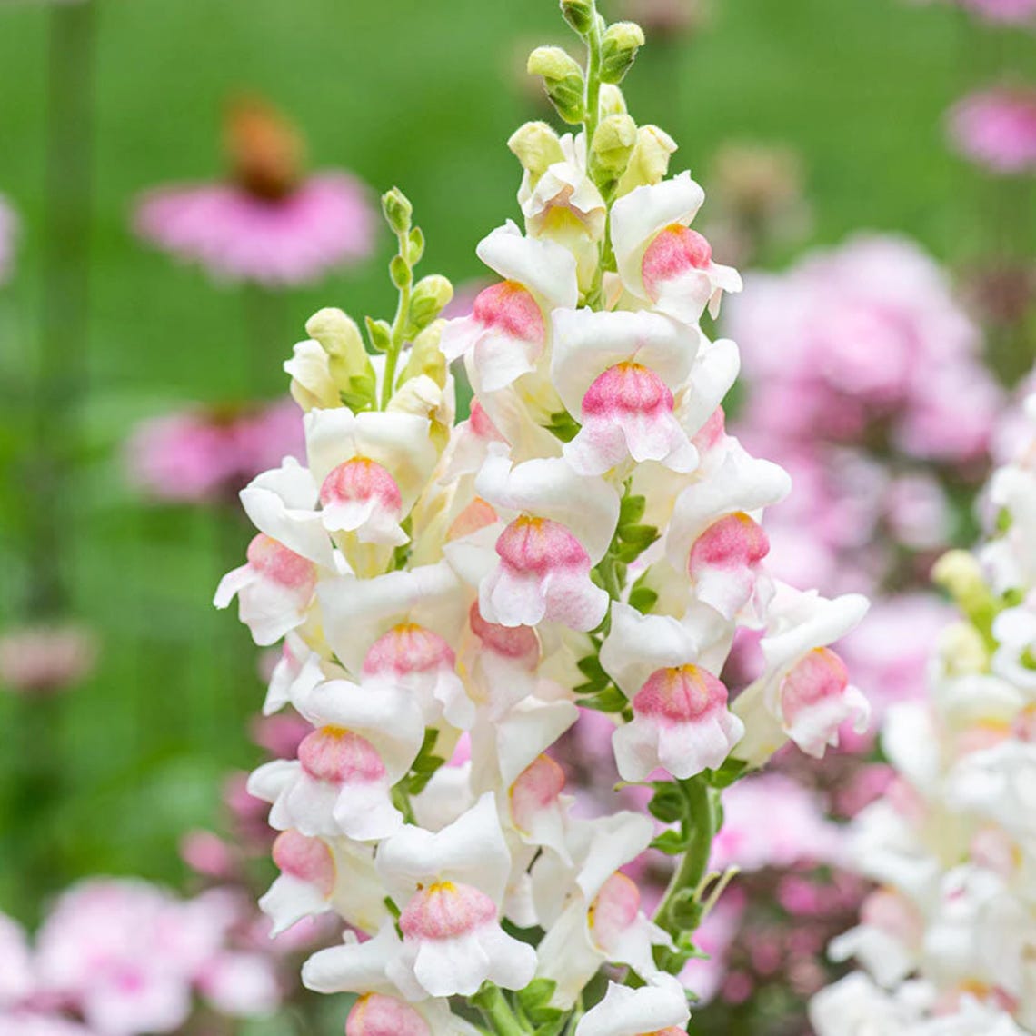 Opus Appleblossom Snapdragons Seeds - Cold Resistant - Potted ...