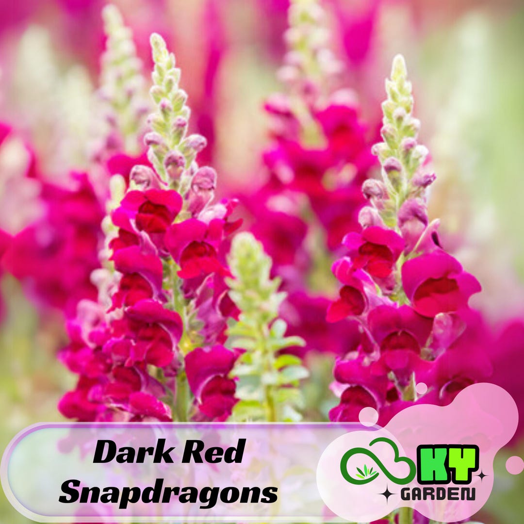 Dark Red Snapdragons Seeds - Cold Resistant - Potted - Attracts ...