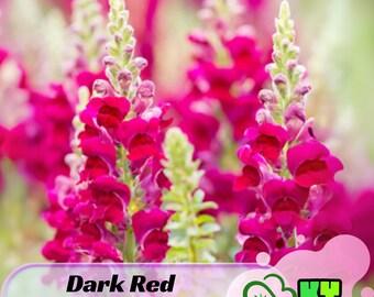 Dark Red Snapdragons Seeds - Cold Resistant - Potted - Attracts ...
