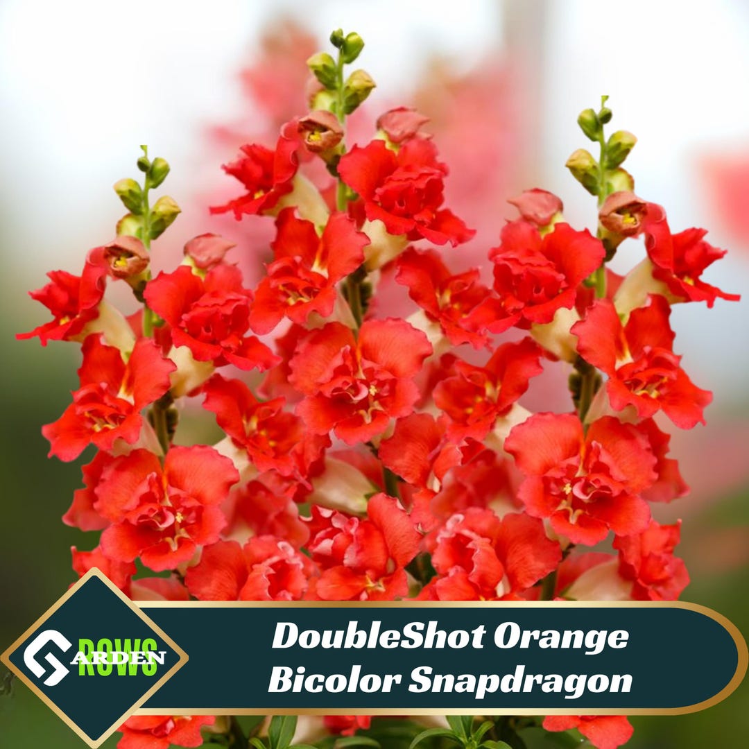 Doubleshot Orange Bicolor Snapdragon Seeds - Cold Resistant -potted ...
