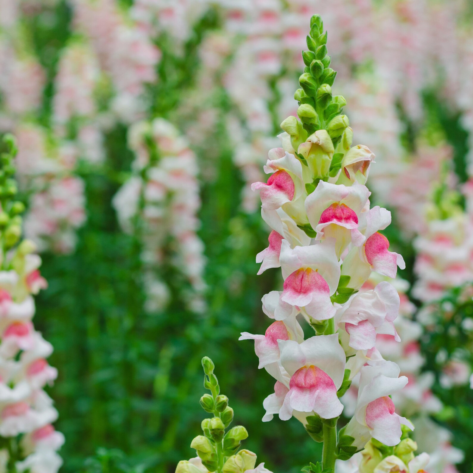 Opus Appleblossom Snapdragons Seeds - Cold Resistant - Potted ...