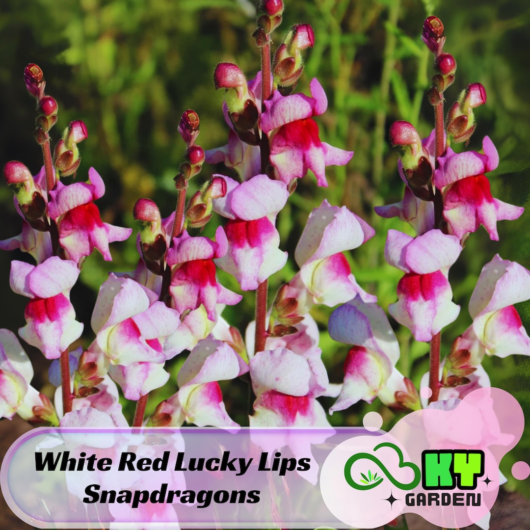 White Red Lucky Lips Snapdragons Seeds - Cold Resistant -potted ...