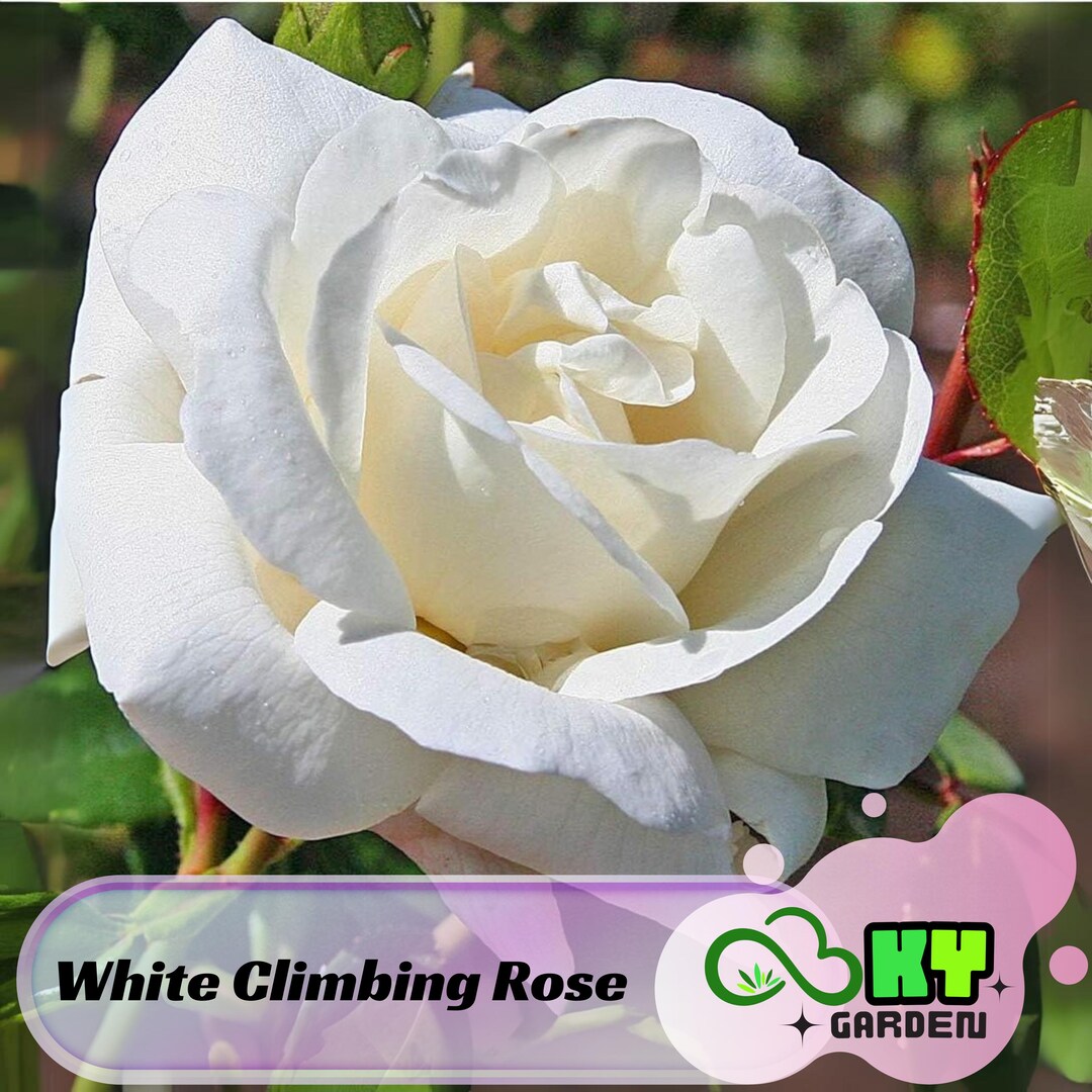 White Climbing Rose Seeds - Perennial, Open-pollinating, Deciduous ...