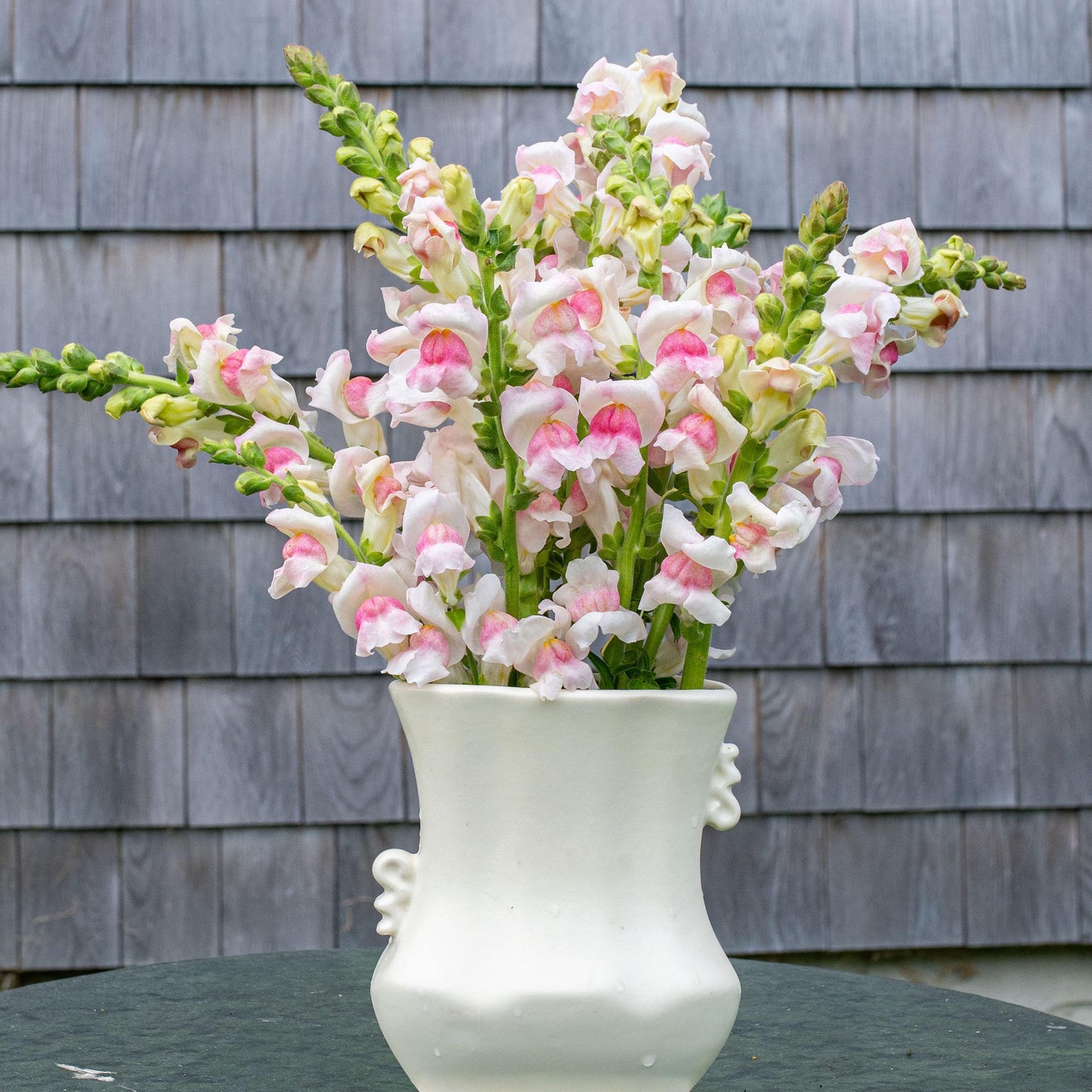 Opus Appleblossom Snapdragons Seeds - Cold Resistant - Potted ...