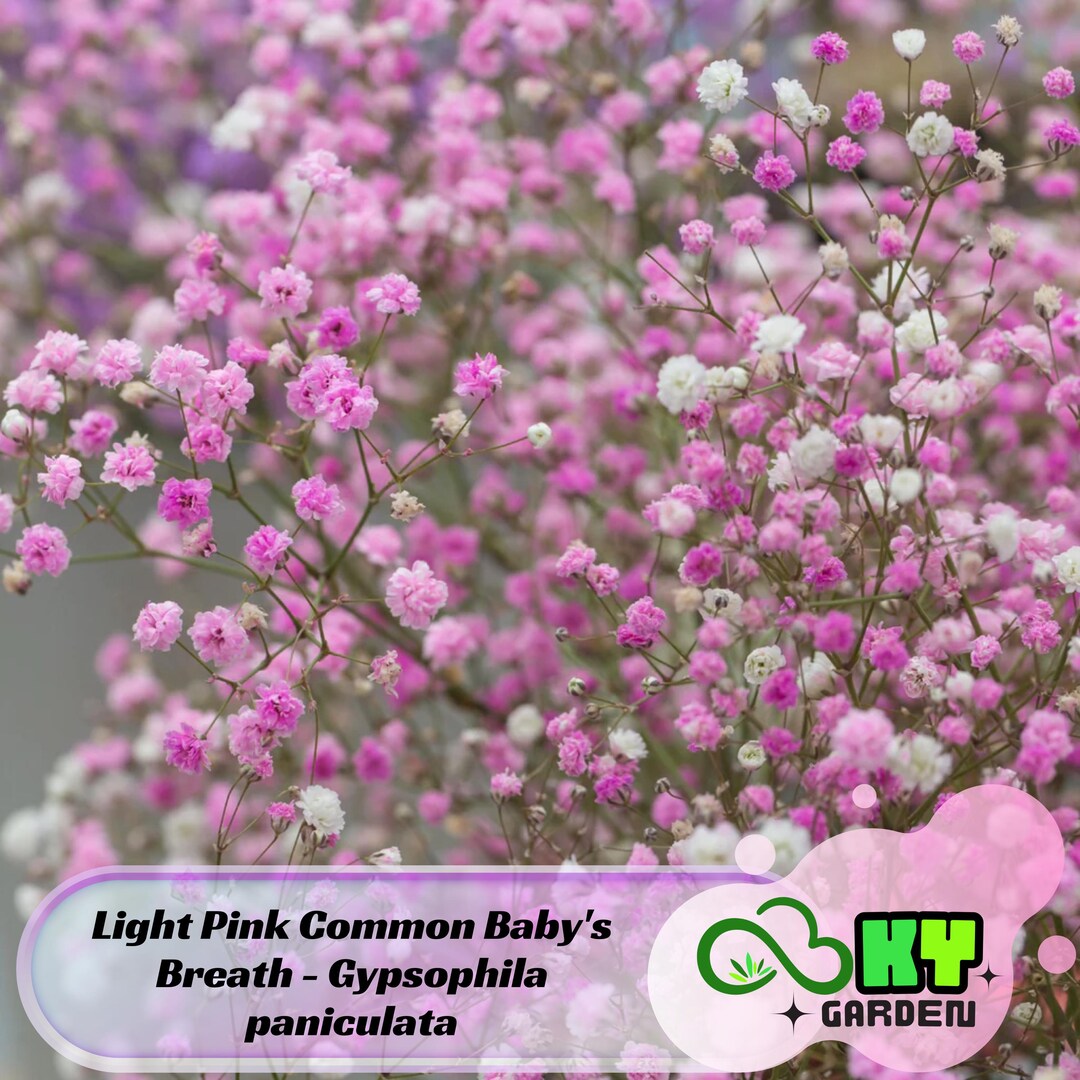 Light Pink Common Baby's Breath Seeds - Delicate Flowers, Drought ...