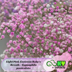 Light Pink Common Baby's Breath Seeds - Delicate Flowers, Drought ...