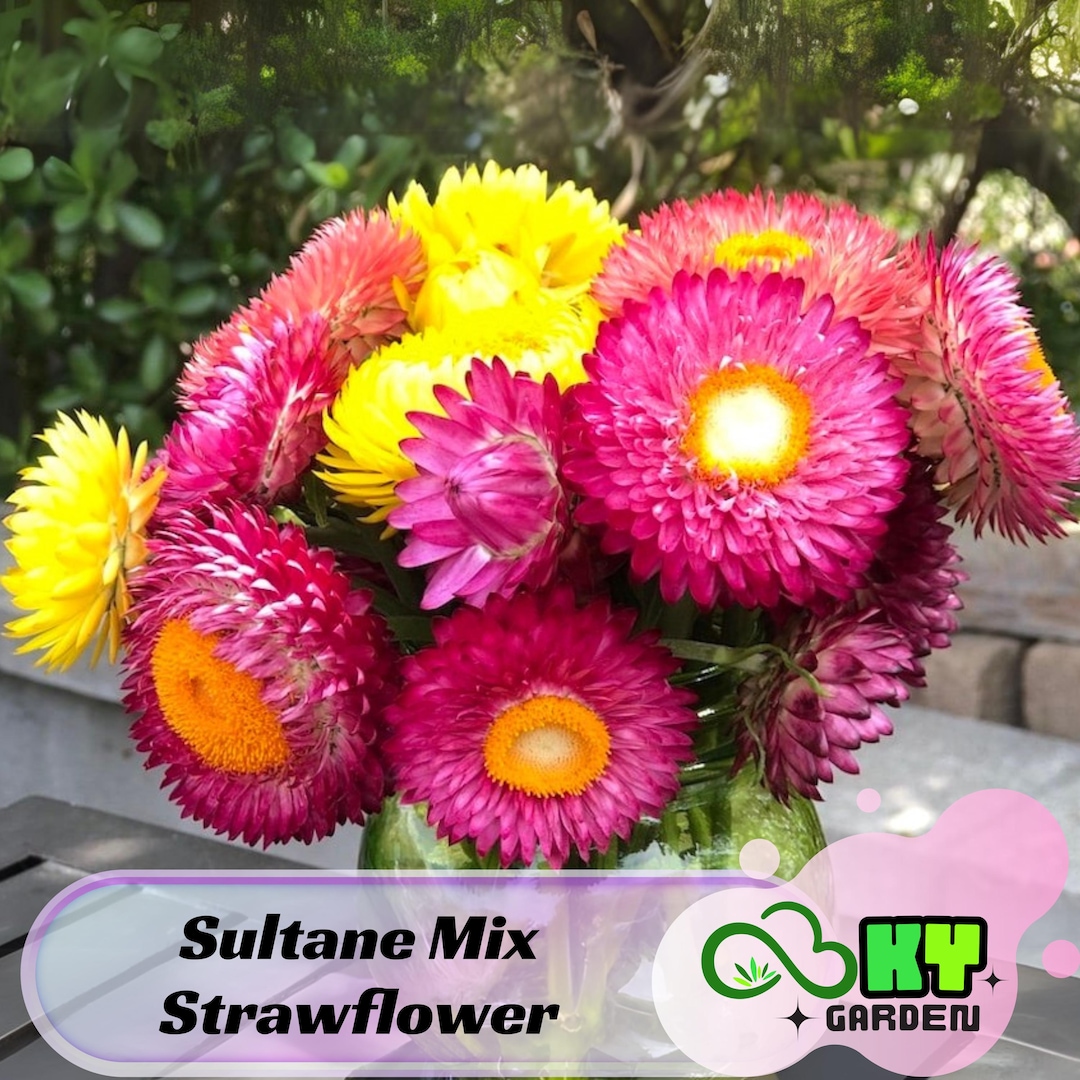 Sultane Mix Strawflower Seeds - Drought Tolerant, Long-lasting Flowers ...