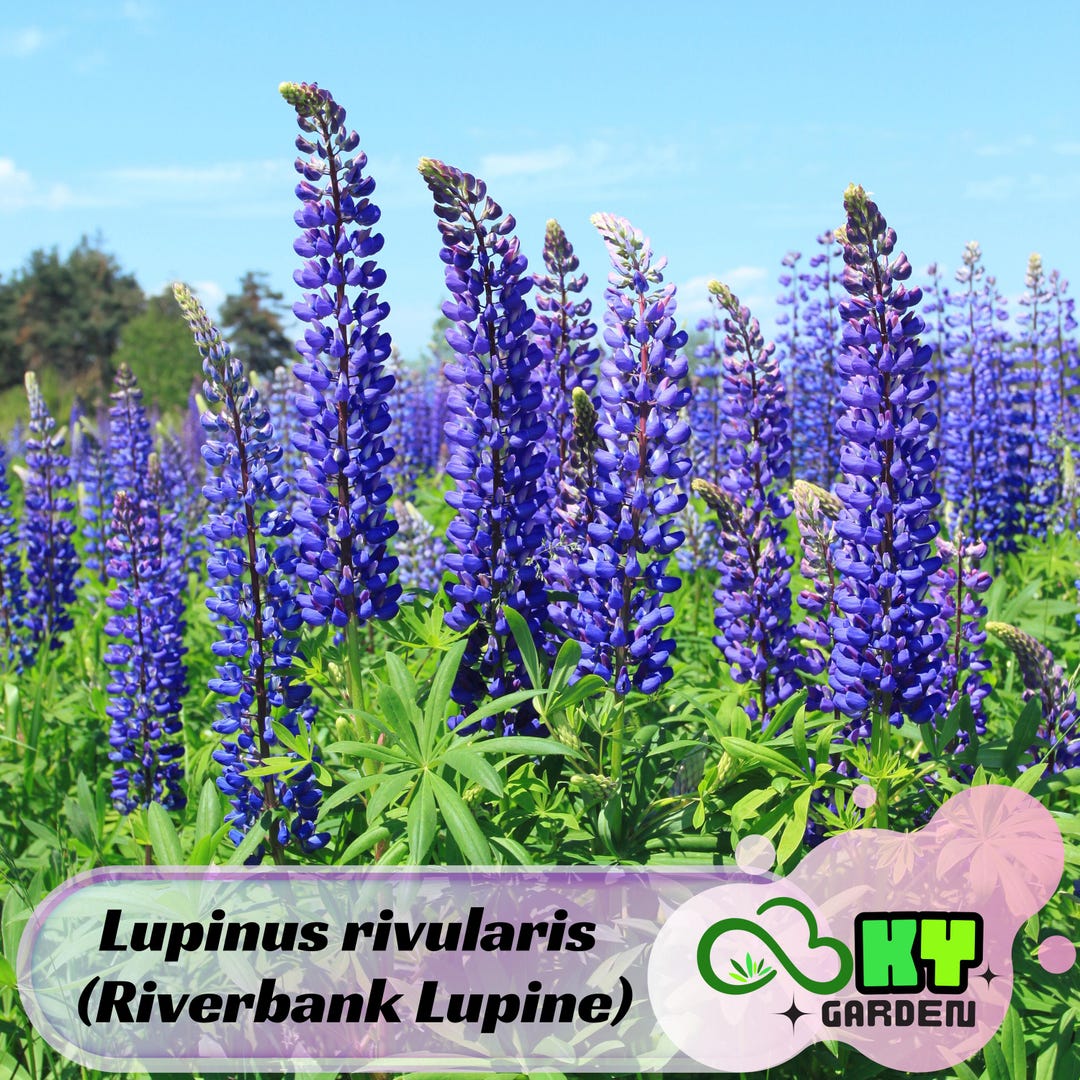 Lupinus Rivularis (riverbank Lupine) Seeds - Fast Growing, Drought ...