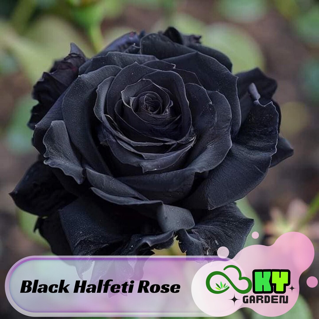 15s|black Halfeti Rose Seeds - Cold Resistant, Open-pollinating ...