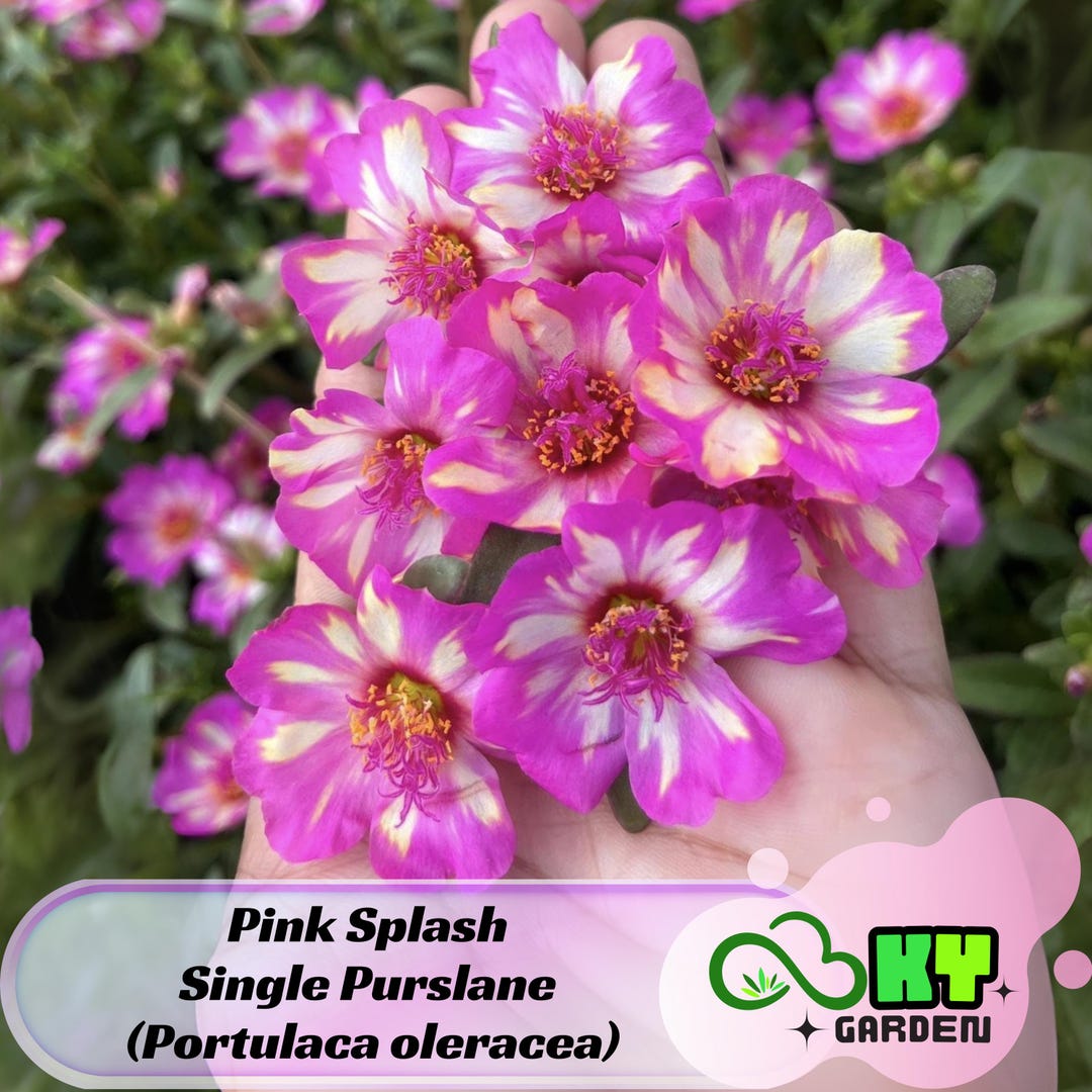 Pink Splash Single Purslane (portulaca Oleracea) Seeds - Low ...