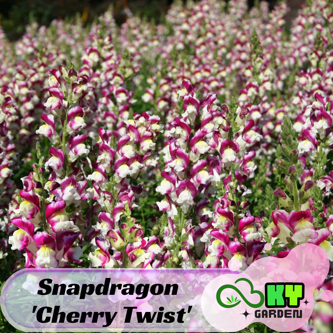 Snapdragon 'cherry Twist' Seeds - Potted -cold Resistant -attracts ...