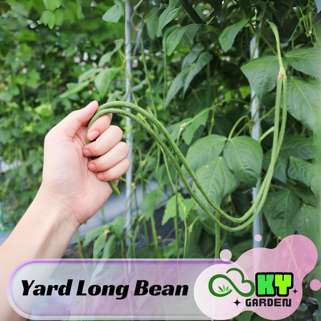 Yard Long Bean Seeds - Annual - Edible, Fast Growing, High Yield, Heat Tolerant, Climbing Vine ...