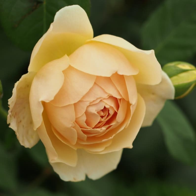 15s|judge the Obscure Rose Seeds - Perennial, Open-pollinating ...