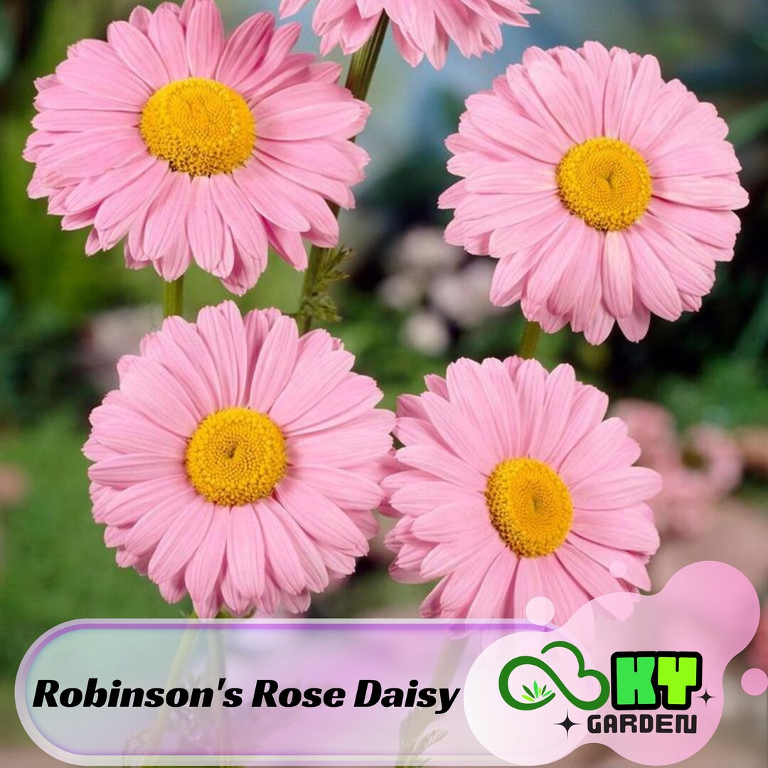 Robinson's Rose Daisy Seeds - Showy Blooms, Attracts Pollinators ...