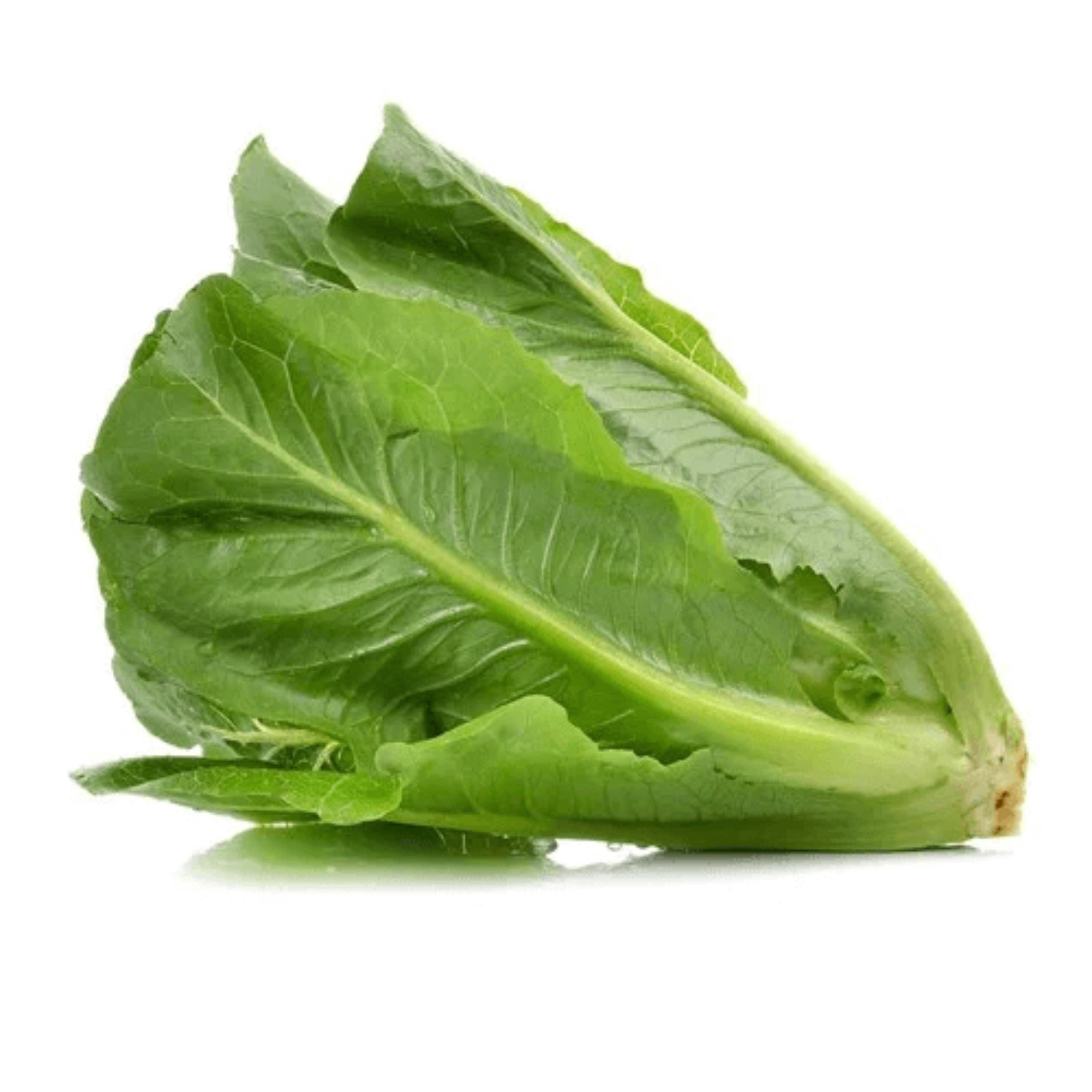 Parris Island Cos Romaine Lettuce Seeds - Annual - Edible, Fast Growing ...